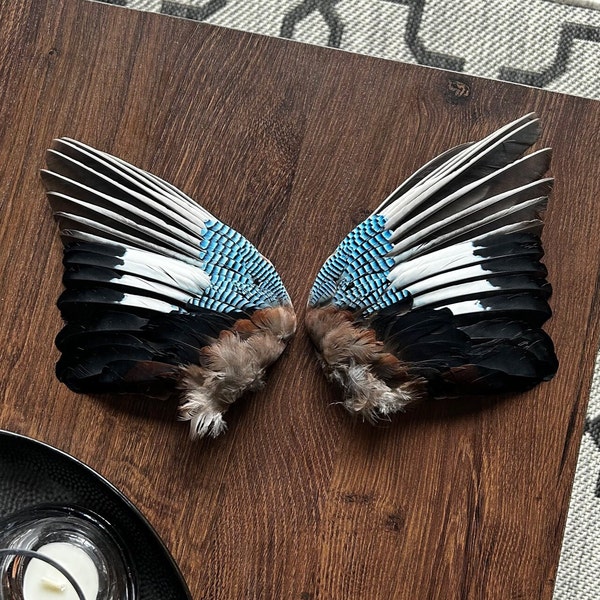 Blue Jay Wings - Etsy