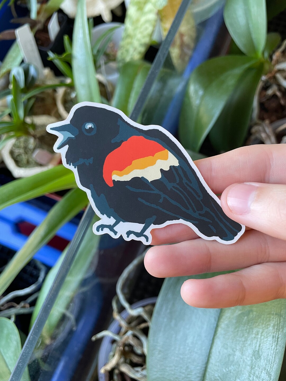 Vinyl Red-winged Blackbird Sticker - Etsy
