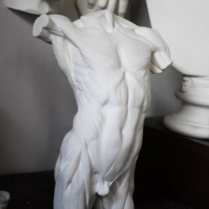 Écorché Male Torso, Plaster Figure Sculpture, Anatomical Drawing Cast ...