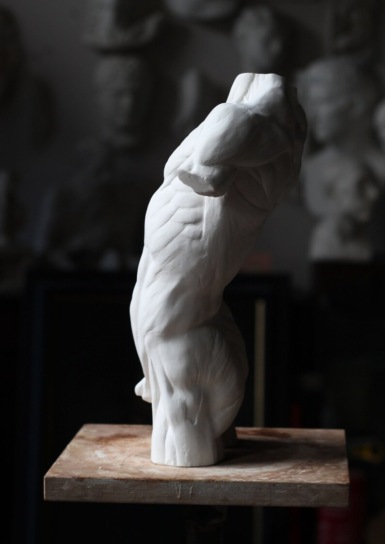 Écorché Male Torso, Plaster Figure Sculpture, Anatomical Drawing Cast ...