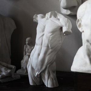 Écorché Male Torso, Plaster Figure Sculpture, Anatomical Drawing Cast ...