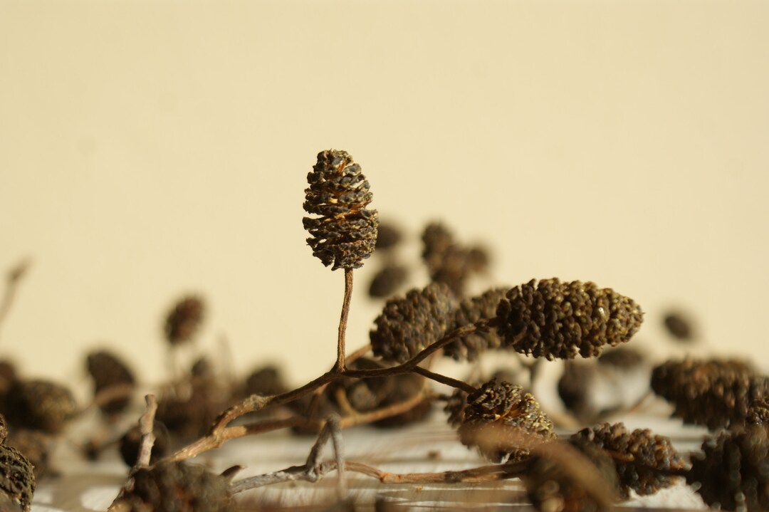 100 Cones, Natural Cones, Tiny Cones, Small Cones, Dried Cones, Small ...