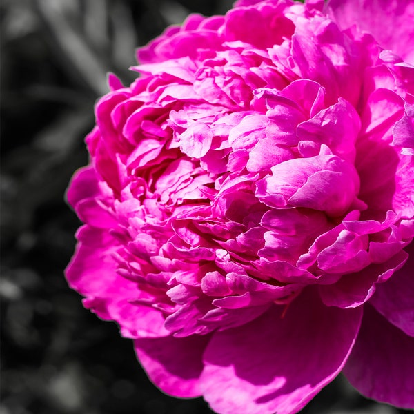 Peony Photograph - Etsy