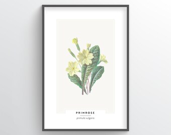 Primrose Wall Art - Etsy