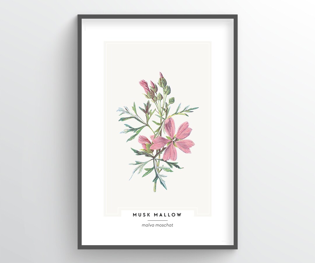 Musk Mallow Botanical Art Print Home Decor, Poster Art, Poster Print ...