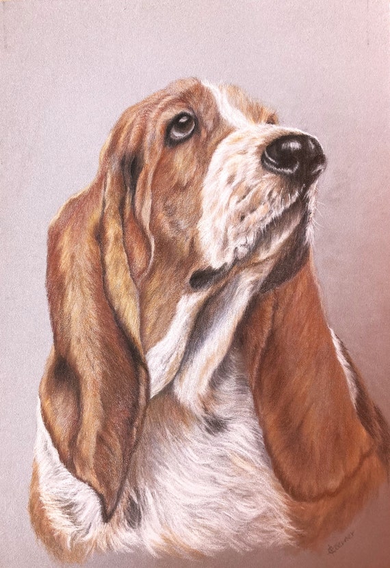 Grey Basset Hound