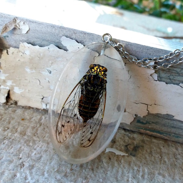 Real Insect Jewelry - Etsy