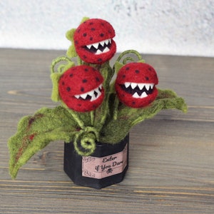 Venus Flytrap Plant, Cute or Scary Gift, Carnivorous Plant, Creepy ...