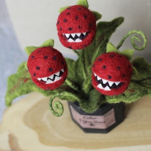Venus Flytrap Plant, Cute or Scary Gift, Carnivorous Plant, Creepy ...