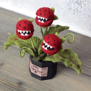 Venus Flytrap Plant, Cute or Scary Gift, Carnivorous Plant, Creepy ...