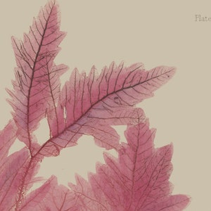 SEAWEED ART: 1859 BOTANICAL Seaweed Print #2 Color - Nautical Decor ...