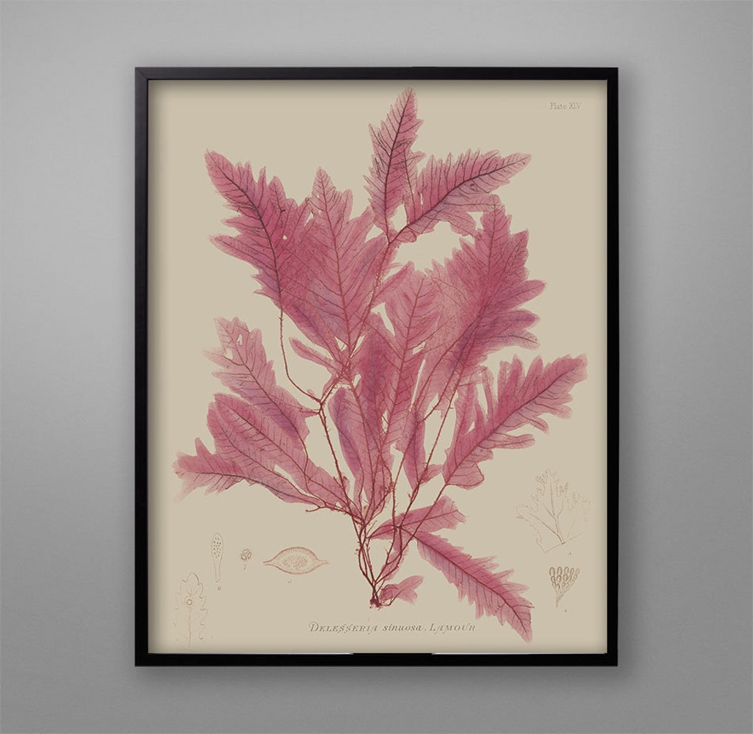 SEAWEED ART: 1859 BOTANICAL Seaweed Print #2 Color - Nautical Decor ...