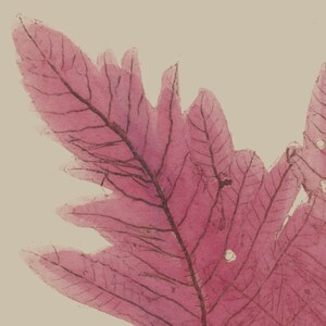 SEAWEED ART: 1859 BOTANICAL Seaweed Print #2 Color - Nautical Decor ...