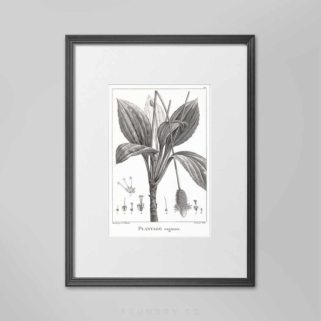 18TH C FRENCH BOTANICAL Art Print #8 - Vintage Decor - Botanical ...