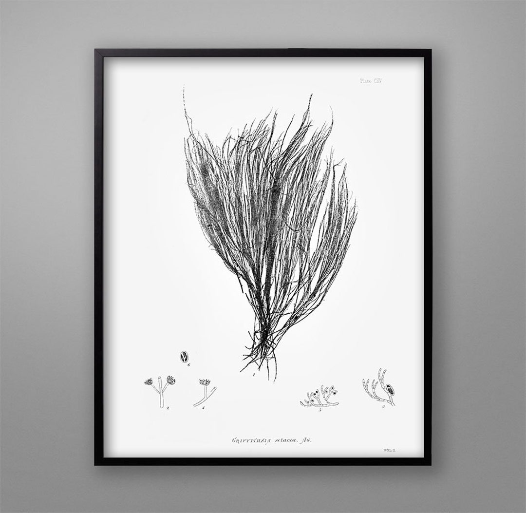 SEAWEED PRINT: 1859 BOTANICAL Seaweed Art #6 - Botanical Print ...