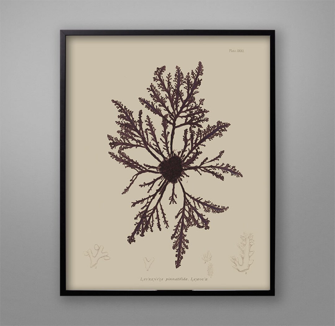 Botanical Seaweed Art Print: 1859 Nautical Coastal Decor - Etsy