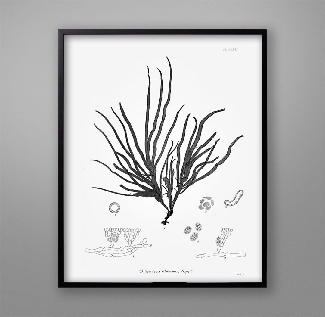 SEAWEED PRINT: 1859 BOTANICAL Seaweed Art #9 - Vintage Nautical ...