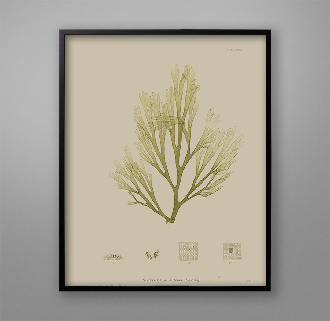 SEAWEED ART: 1859 BOTANICAL Seaweed Art #14 Color - Vintage Nautical ...