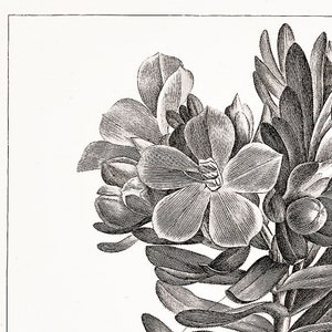 18TH C FRENCH BOTANICAL Poster 5 Botanical Engraving Rustic Decor ...