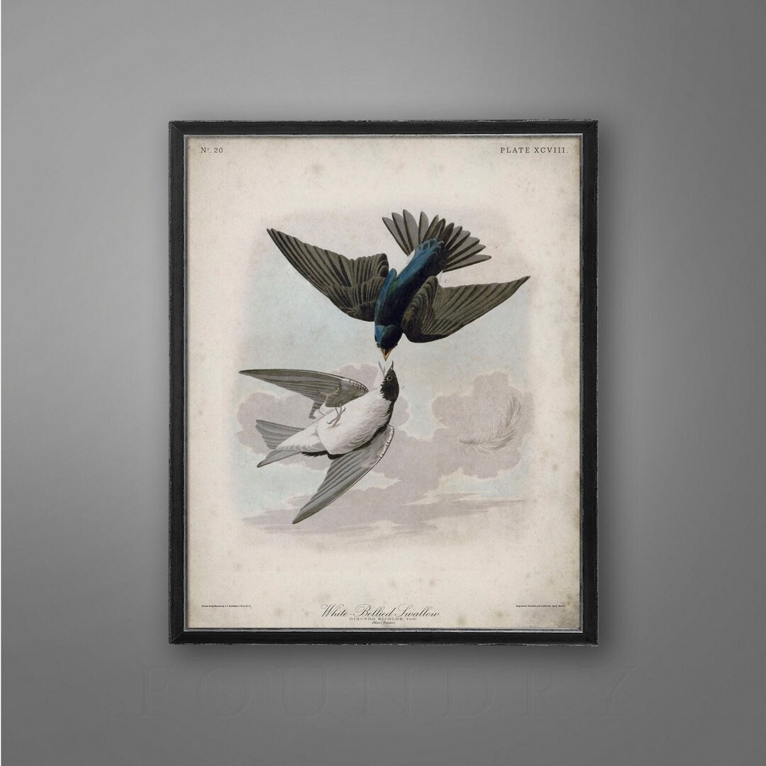 Audubon White Bellied Swallow Print: Vintage Bird Art, 19th Century - Etsy