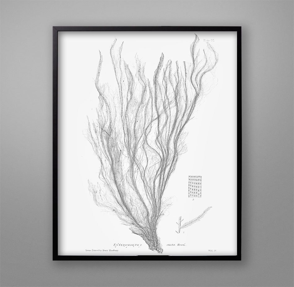 SEAWEED ART: 1859 BOTANICAL Seaweed Print 3 Coastal Art - Etsy