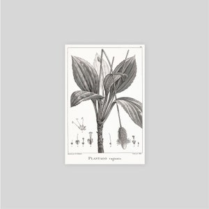 18TH C FRENCH BOTANICAL Art Print #8 - Vintage Decor - Botanical ...