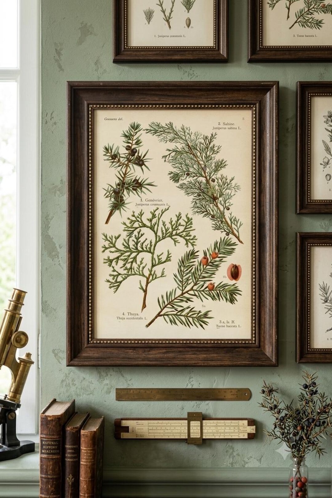 Vintage Botanical Print, 1840, Illustrated Plate of Medicinal Plants ...