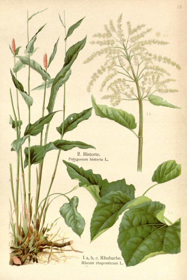 Vintage Botanical Print, 1840, Illustrated Plate of Medicinal Plants ...