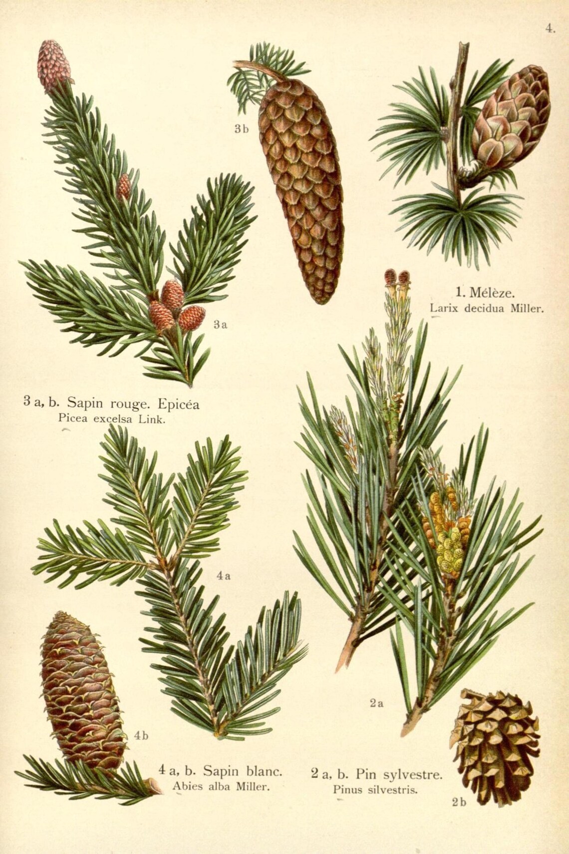 Vintage Botanical Print, 1840, Illustrated Plate of Medicinal Plants ...