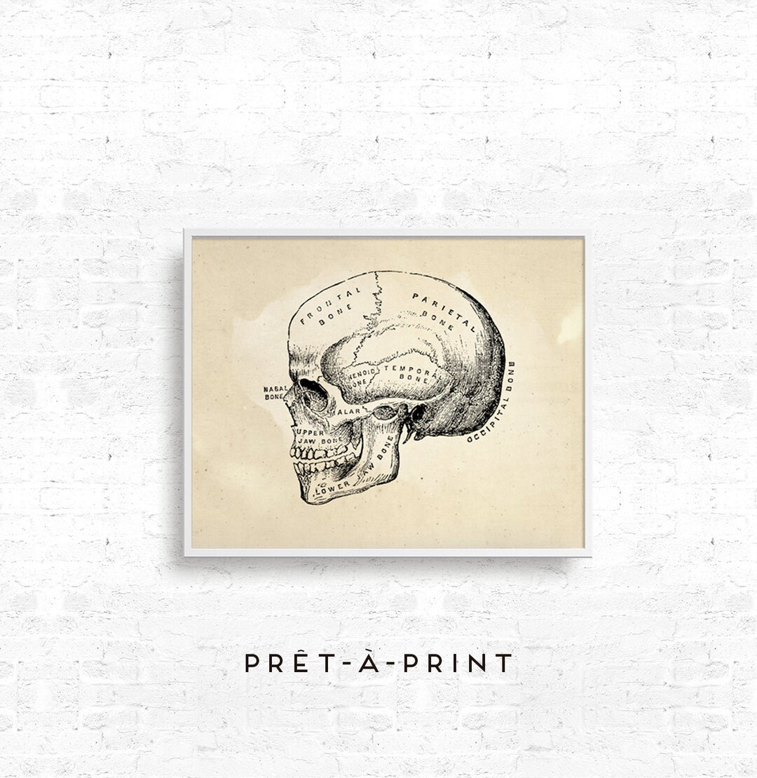 Vintage Human Skull Print: Anatomy Art, Medical Decor (digital Print ...