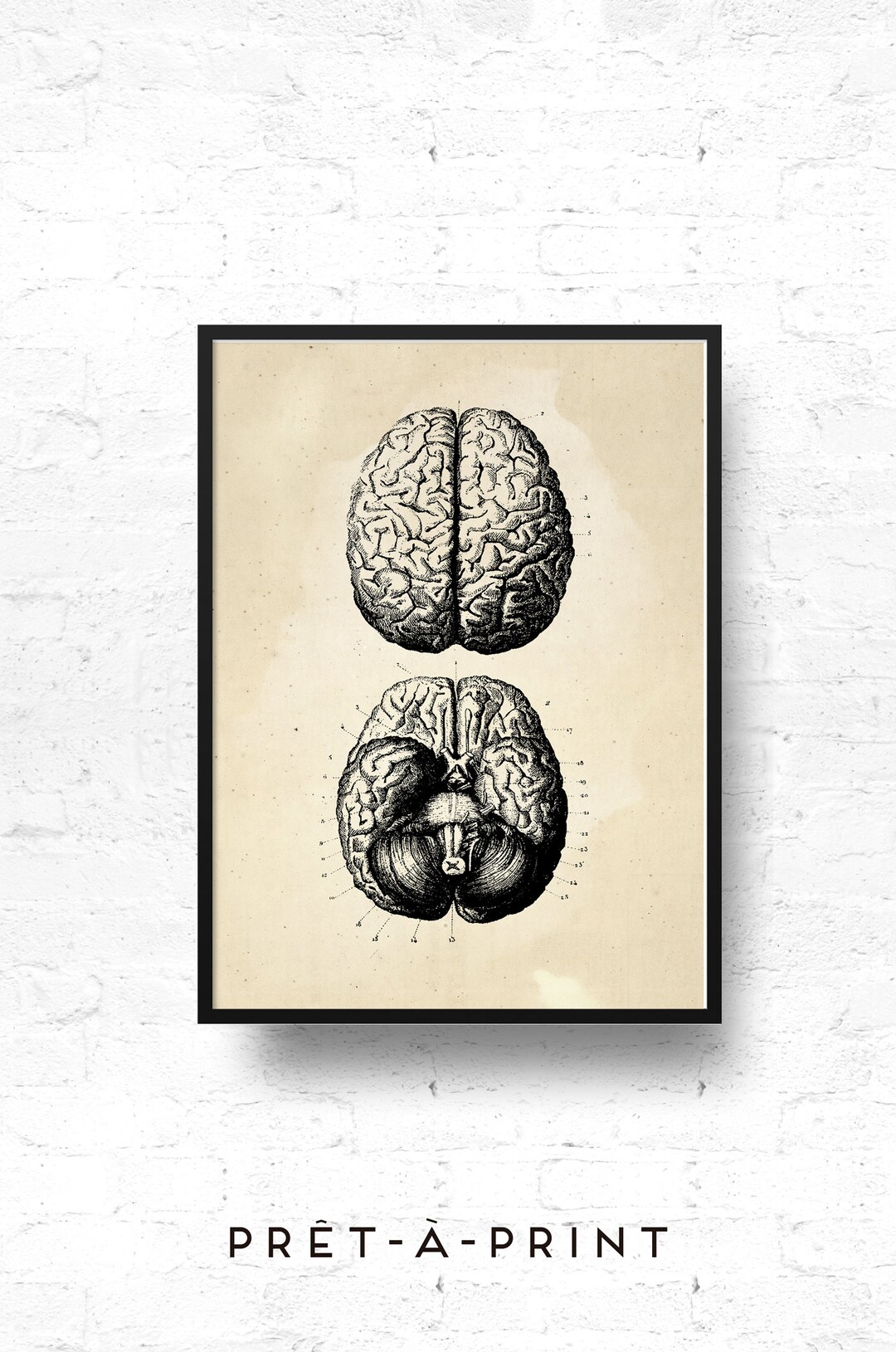Vintage Human Brain Print: Anatomy Medical Art (digital Print) - Etsy