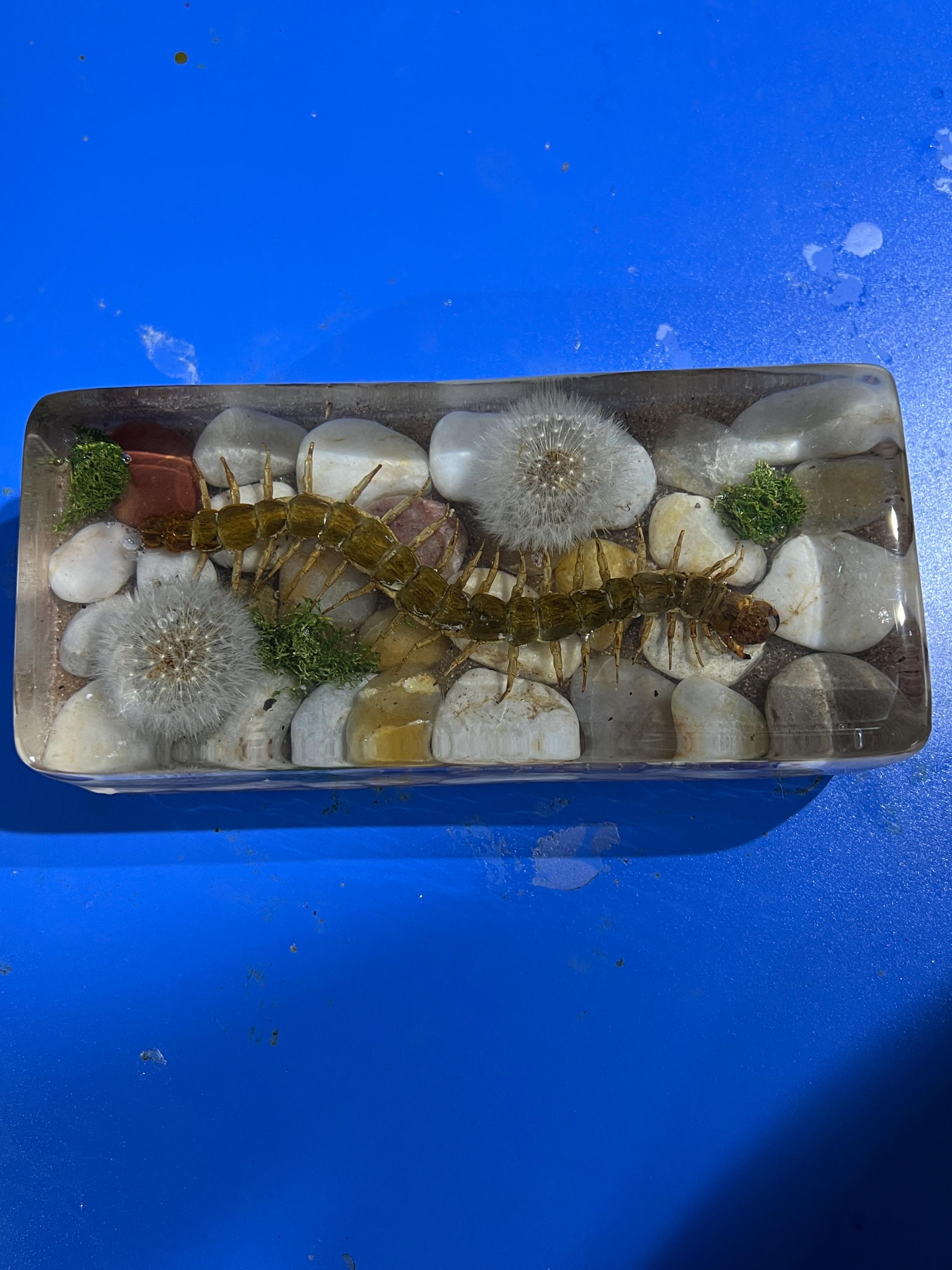 Centipede With 2 Dandelion Puffs Encased in Resin - Etsy