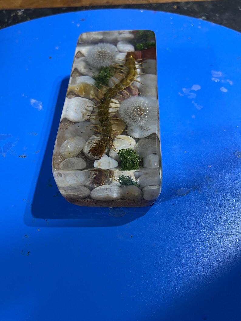 Centipede With 2 Dandelion Puffs Encased in Resin - Etsy