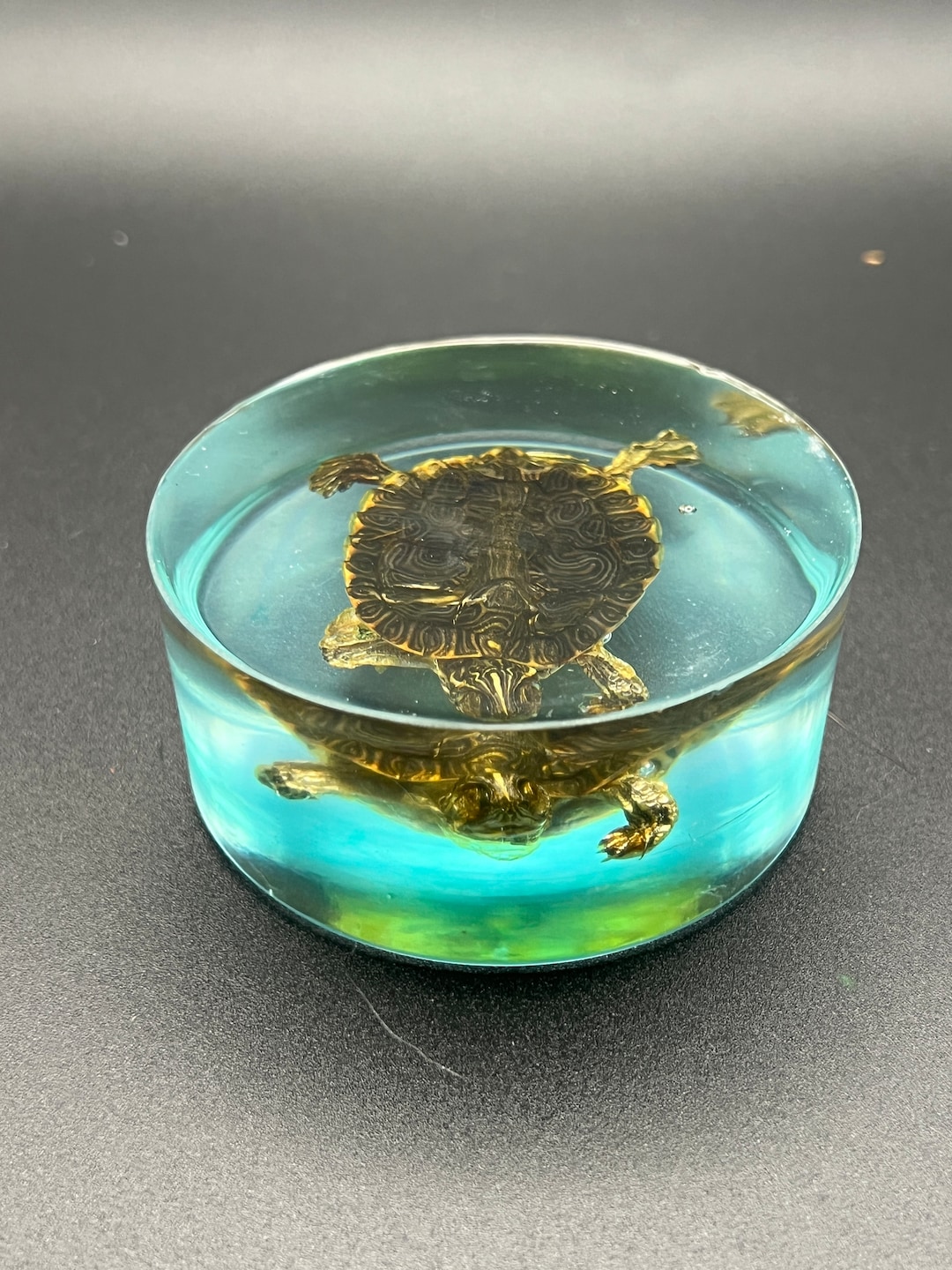 Preserved Red Ear Slider Turtle - Etsy