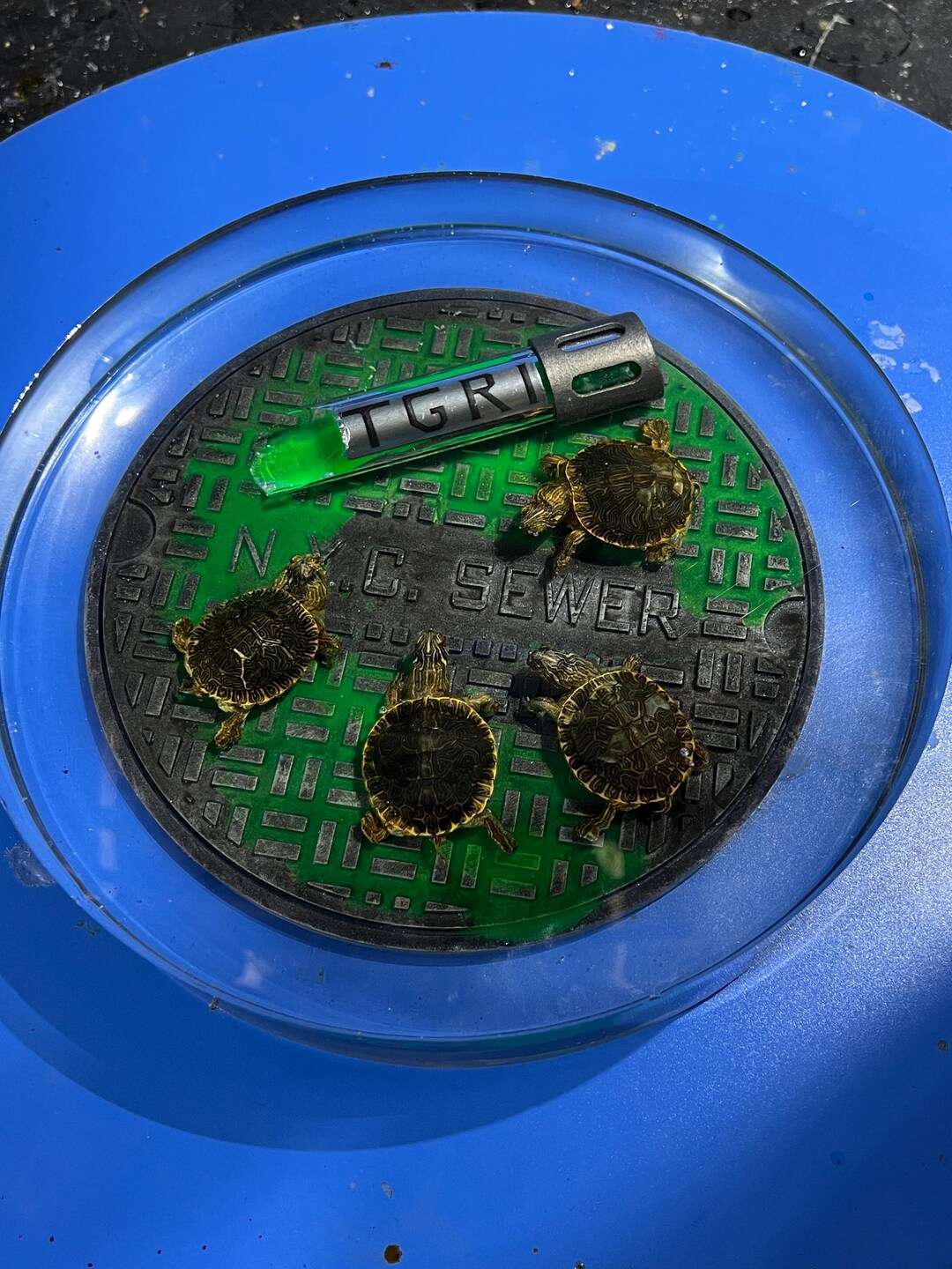 Teenage Mutant Ninja Turtles. Taxidermy Red Ear Sliders With Ooze and ...