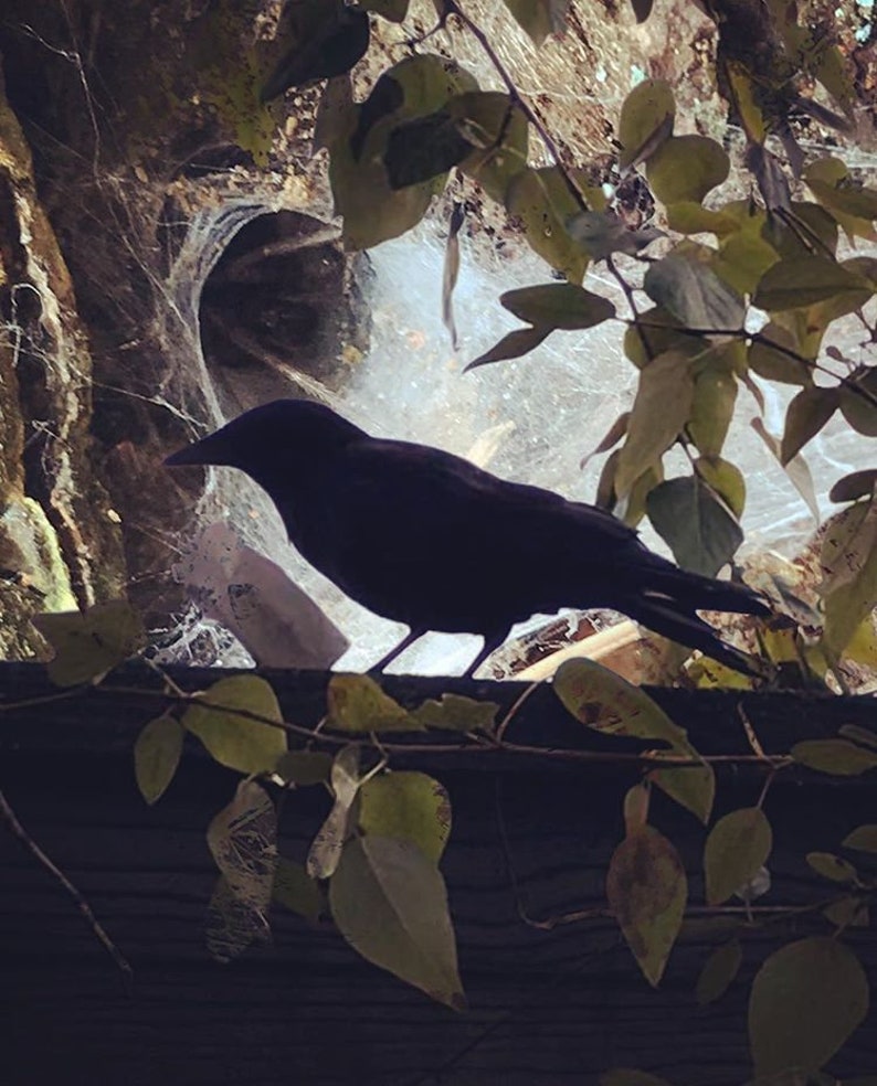 Curious Crow and the Spider Hole - Etsy