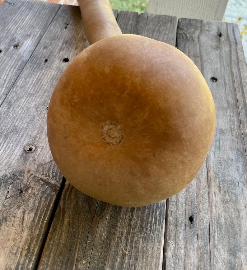Dry Well Farms. Long Handle Gourd. Dried and Cleaned. 341 - Etsy