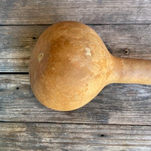 Dry Well Farms. Long Handle Gourd. Dried and Cleaned. 341 - Etsy