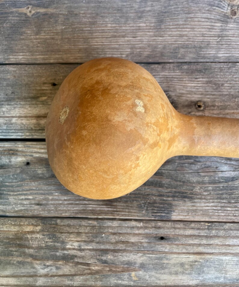 Dry Well Farms. Long Handle Gourd. Dried and Cleaned. 341 - Etsy