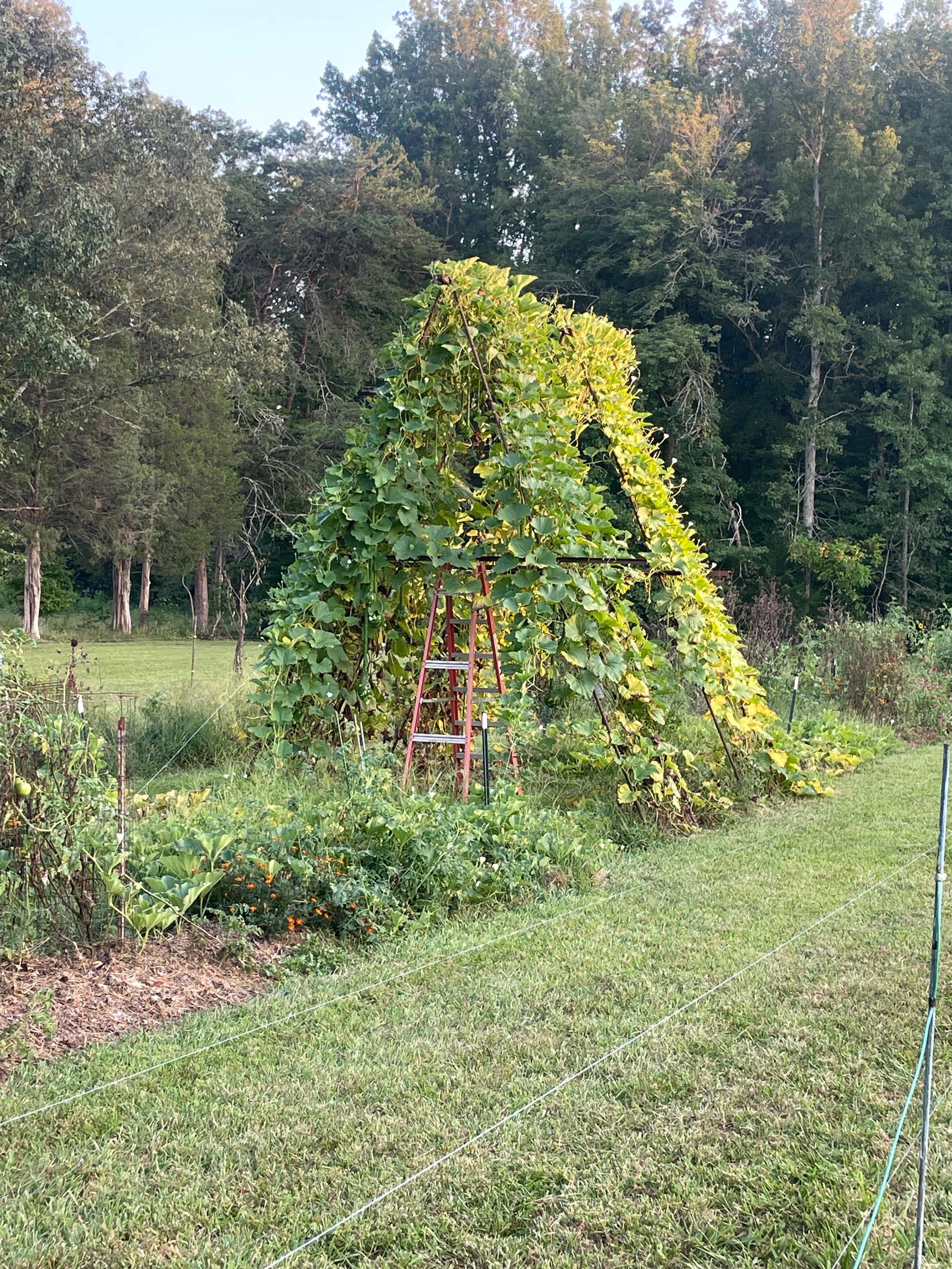Dry Well Farms. Long Handle Gourd. Dried and Cleaned. 341 - Etsy