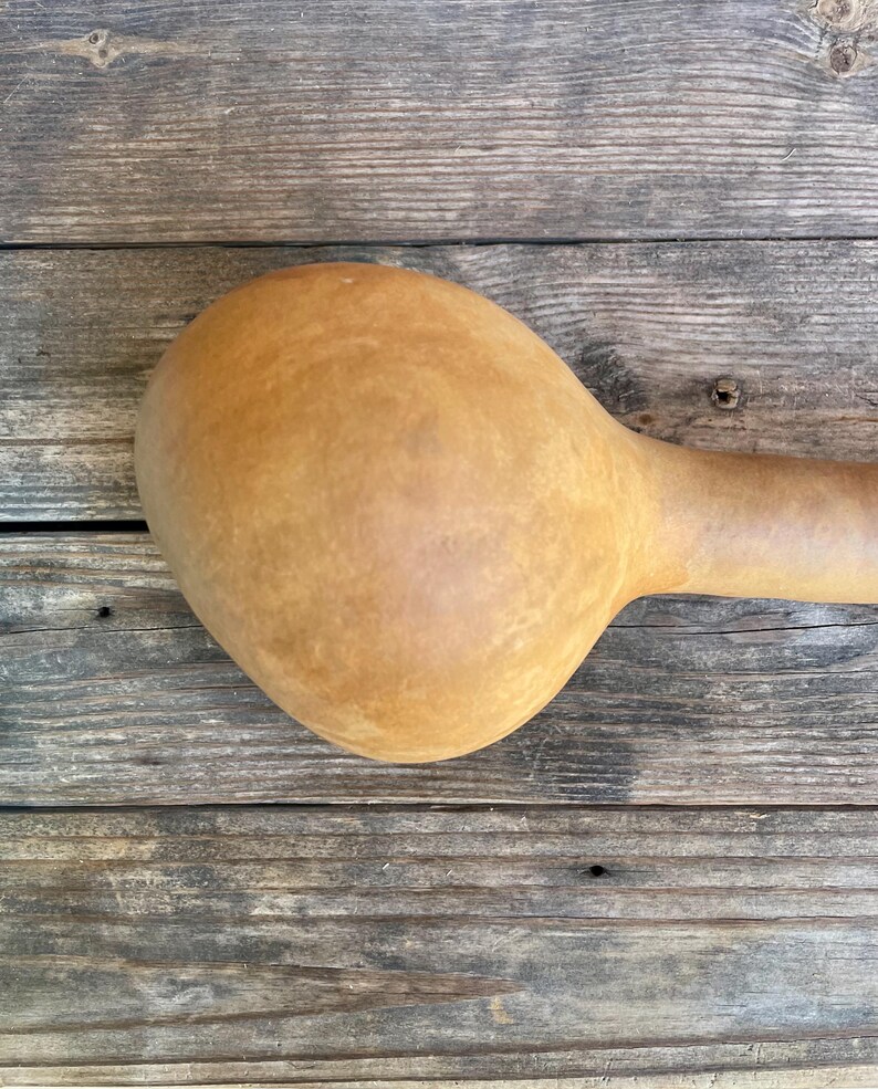 Dry Well Farms. Long Handle Gourd. Dried and Cleaned. 341 - Etsy