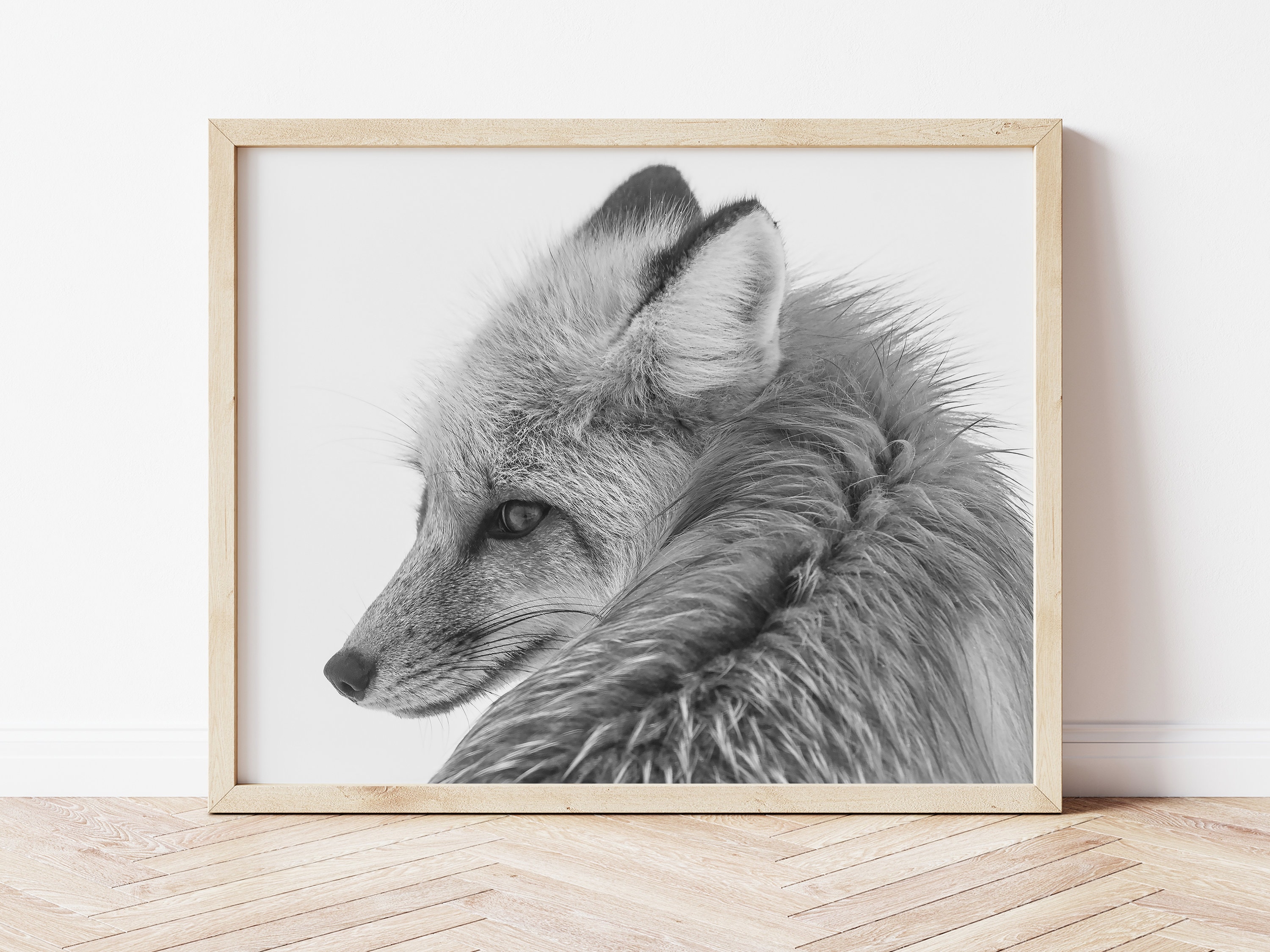 Fox Black And White Photography