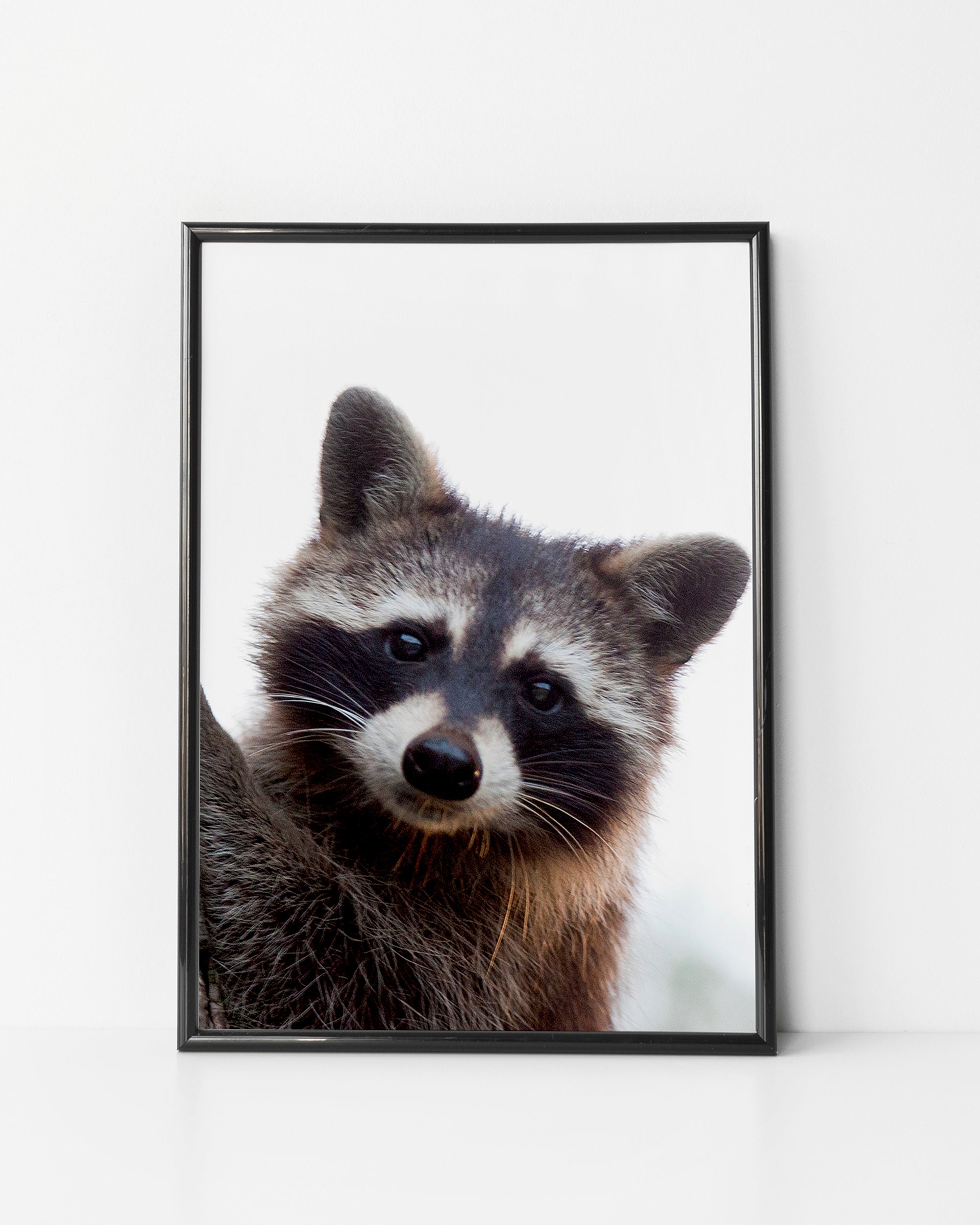 Raccoon Photography Print, Raccoon Art Print, Printable Wall Art ...