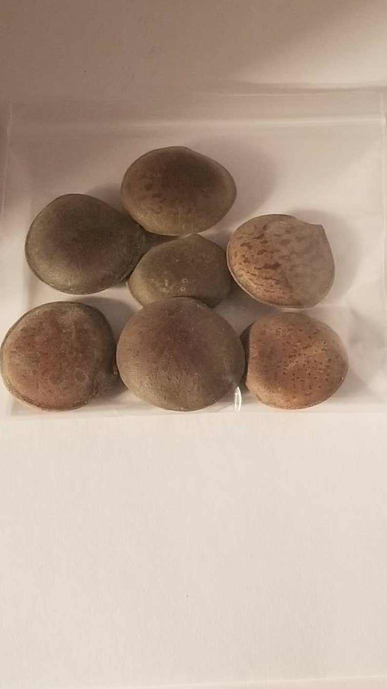 Habas De San Ignacio Saint Ignatius San Ignacio Bean Ignatious - Etsy