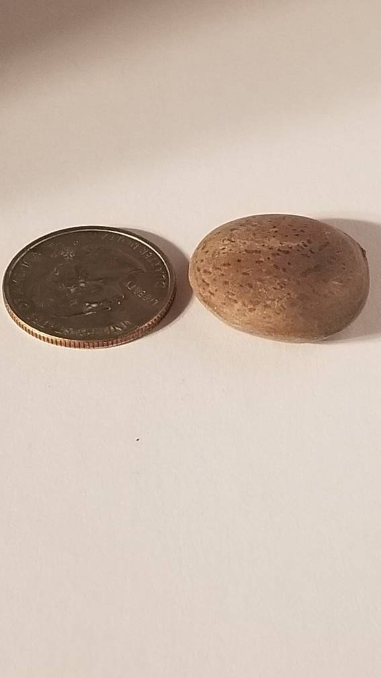 Habas De San Ignacio Saint Ignatius San Ignacio Bean Ignatious Bean 15 ...
