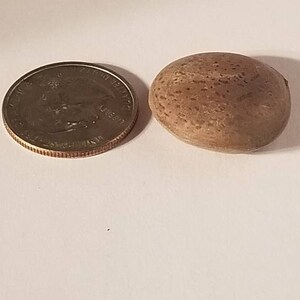 Habas De San Ignacio Saint Ignatius San Ignacio Bean Ignatious - Etsy