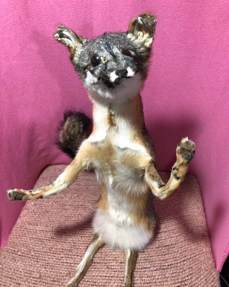 Weird Taxidermy: Customizable Gray Fox - Etsy