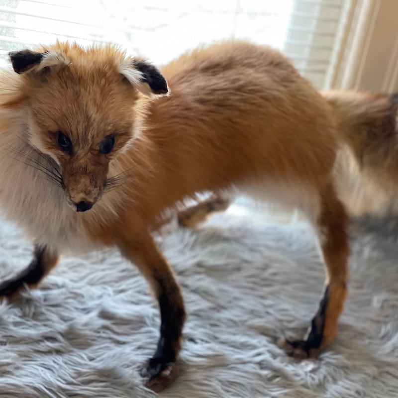 Taxidermy Fox - Etsy