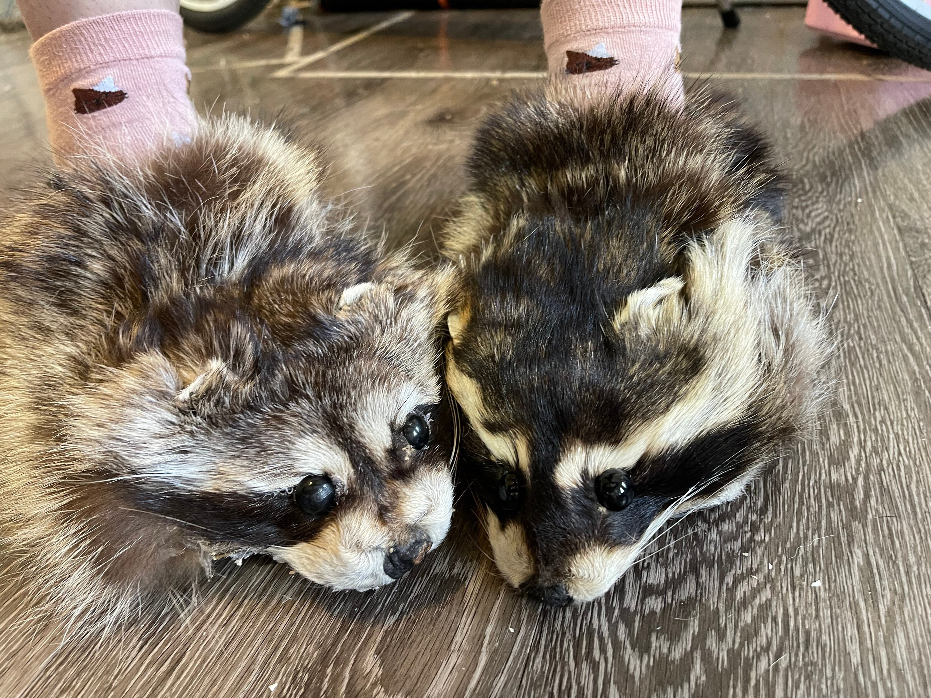Weird Taxidermy: Custom CROCCOONS Crocs and Raccoons Finaly - Etsy