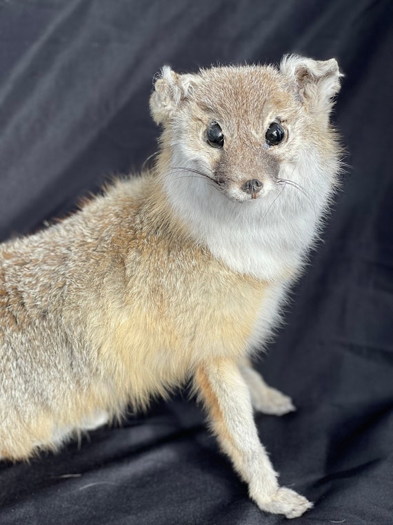 Poseable Taxidermy Life Size Cottontail Rabbit Taxidermy Mount
